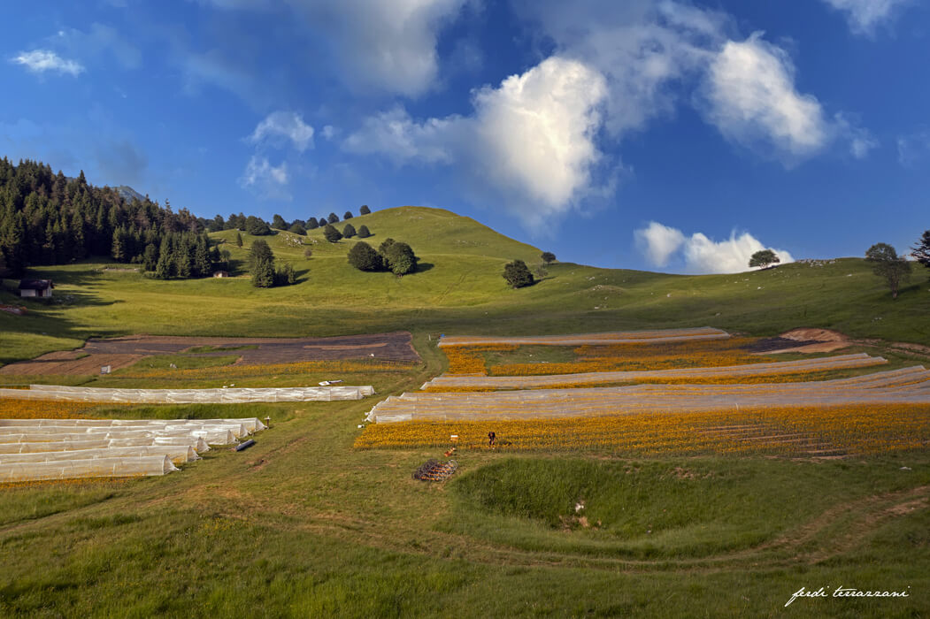 ARMO1191 – Arnica montana Piancavallo - Esplora & Ama